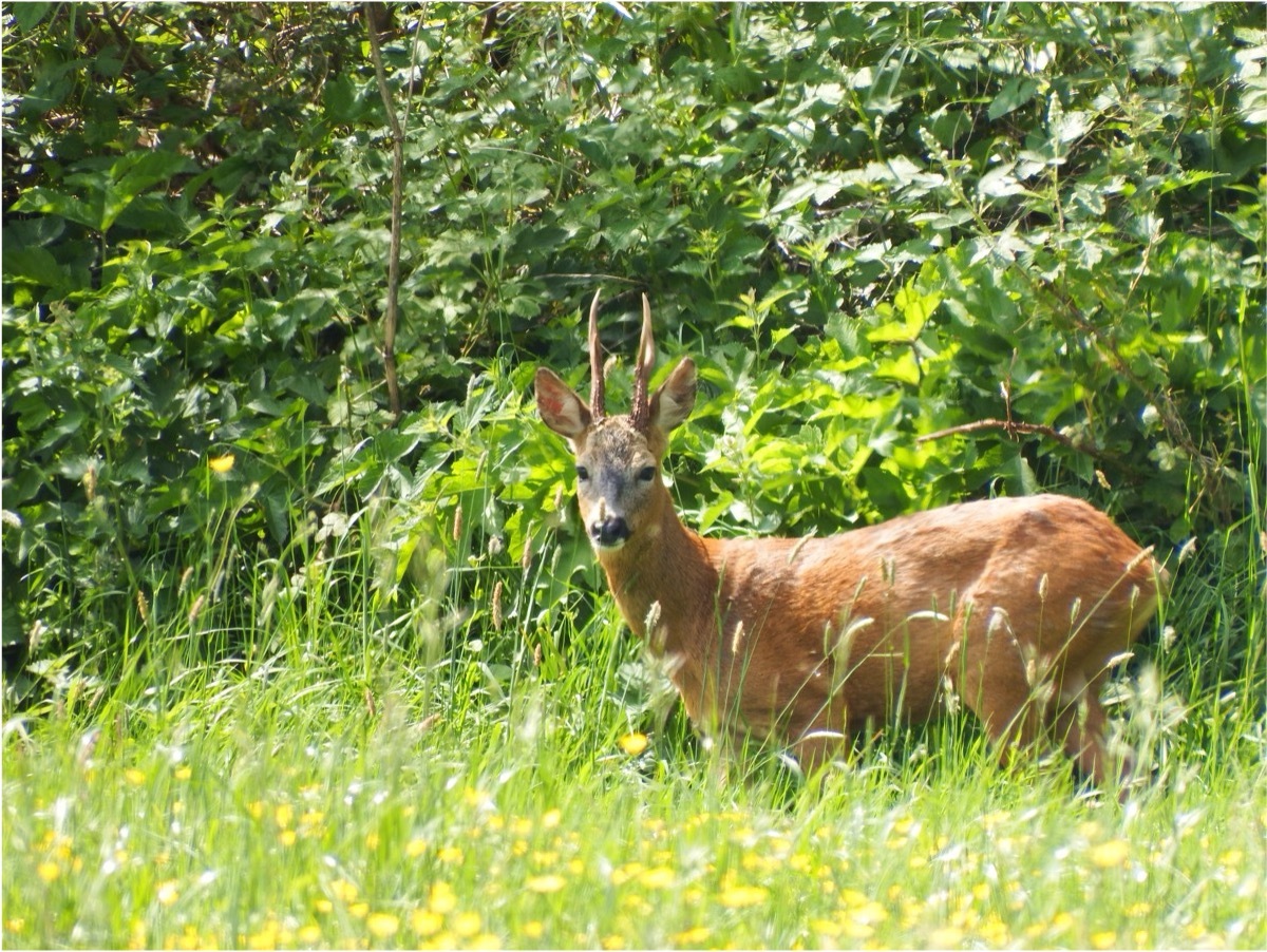 What Sussex Nature Means to you prize draw | Sussex Nature Recovery